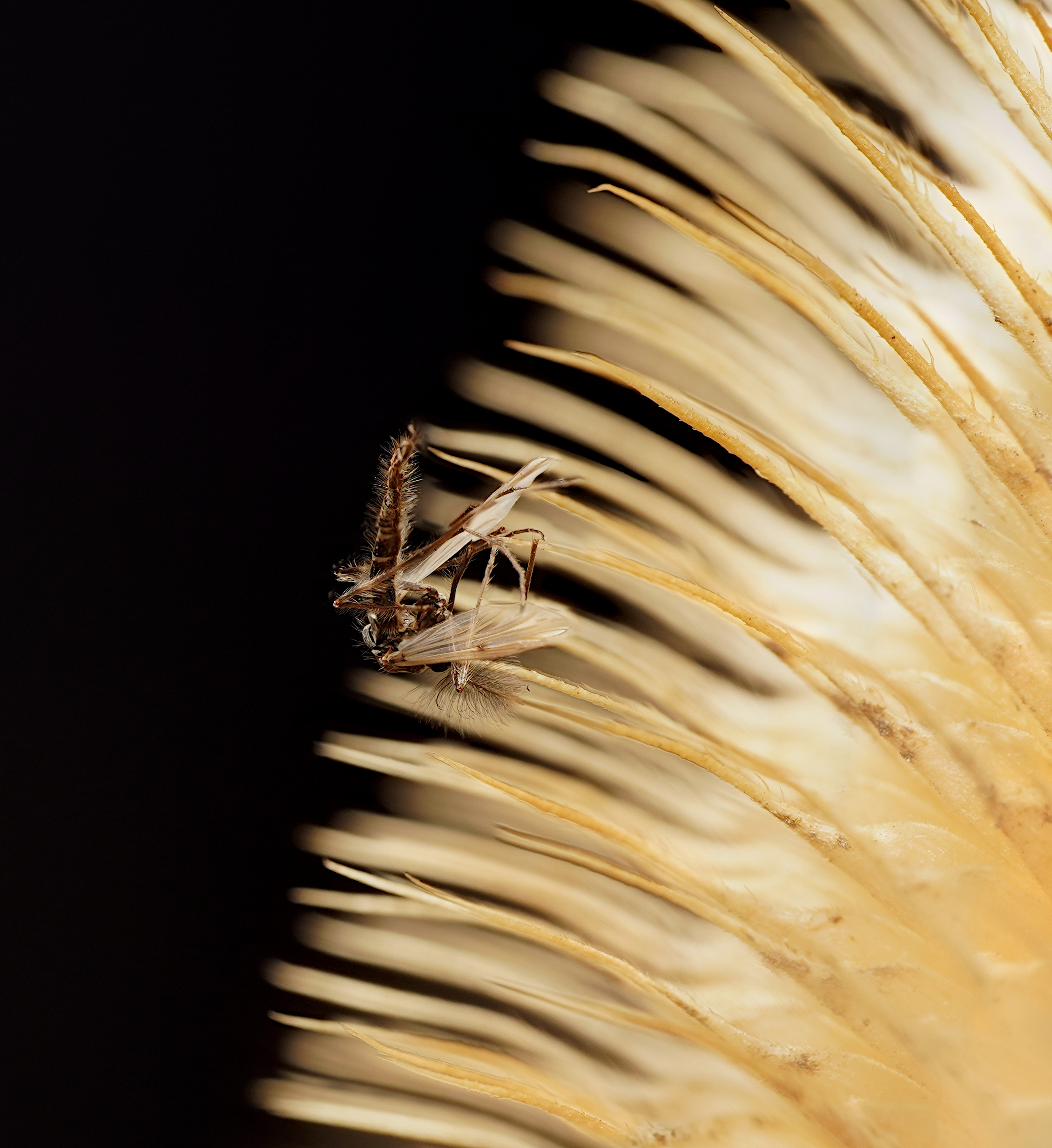 yay insects are back here! short journey outside - www.photomacrography.net
